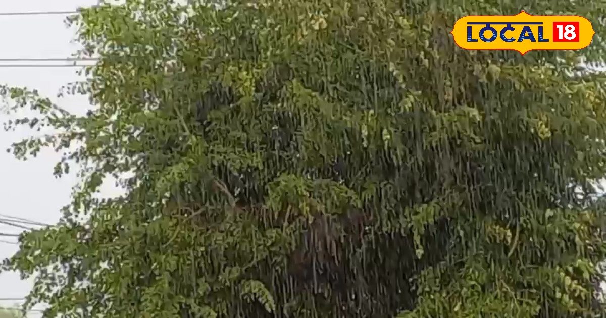 Saharanpur Weather : "अक्टूबर में ही दिसंबर वाली सर्दी...", बारिश ने ...