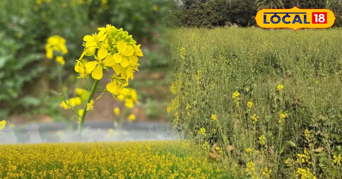 Best Mustard Varieties for High Yield in Rabi Season Rajasthan - News18 ...