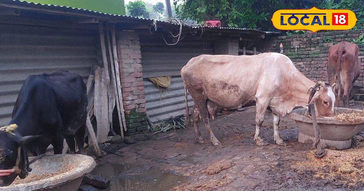 These five breeds of cows are best for Bhagalpur to raise. - Bihar News
