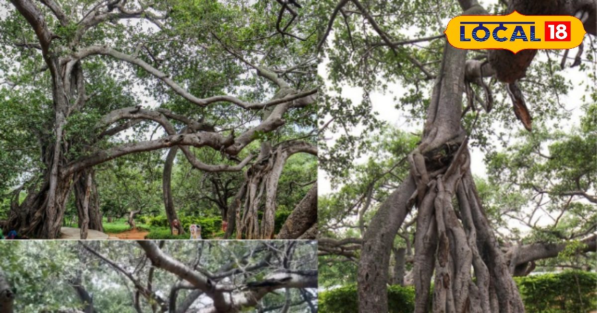 Pillalamarri 800-Year-Old Banyan Tree: Telangana’s Natural Wonder ...