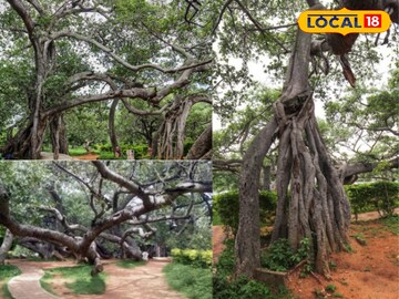 Pillalamarri 800-Year-Old Banyan Tree: Telangana’s Natural Wonder ...