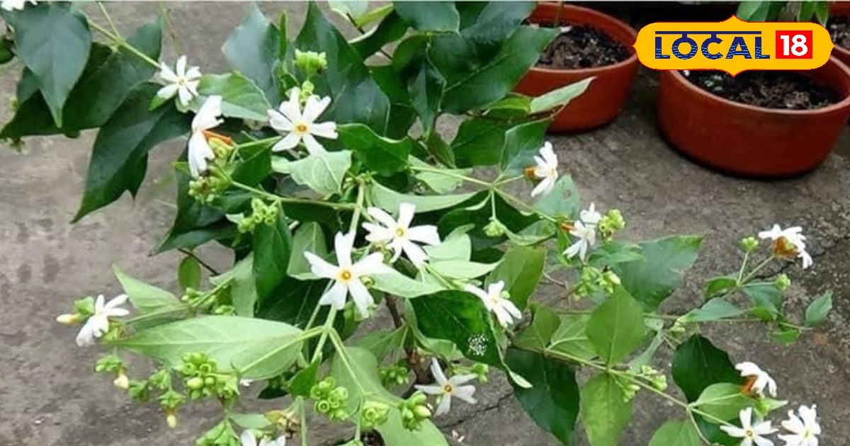 This flower is very dear to the gods; plant it in a pot at home and ...