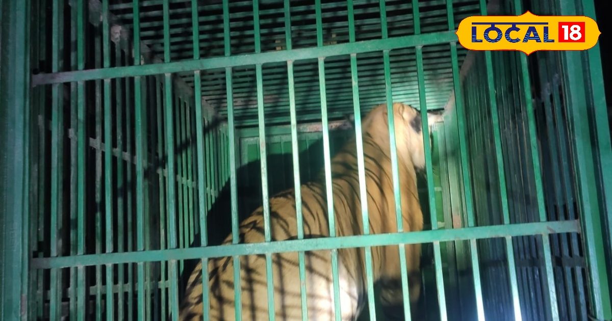 The VTR tiger that preyed on humans was finally caught, see its full ...