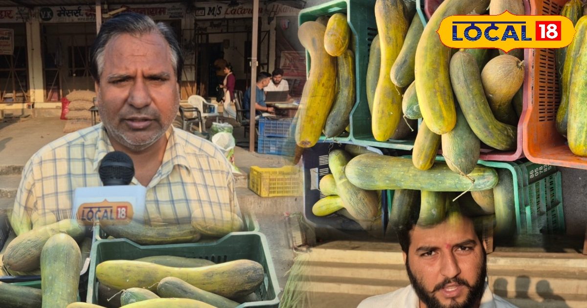 जालौर मंडी में बालम ककड़ी का जलवा! सीमित सीजन, मीठा स्वाद और औषधीय ...