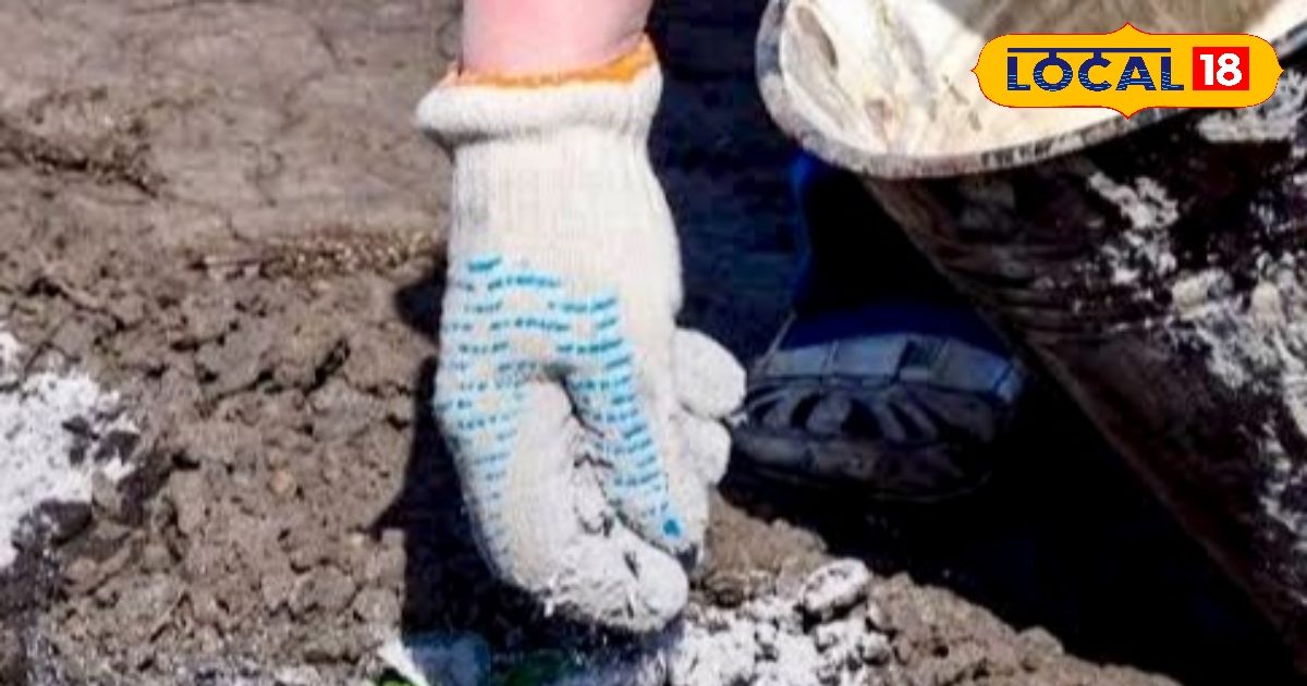 Agri Tips: लकड़ी की राख से मिट्टी होगी उपजाऊ, खेत उगलेगा सोना, हर फसल में बढ़ेगी पैदावार, जानें ...