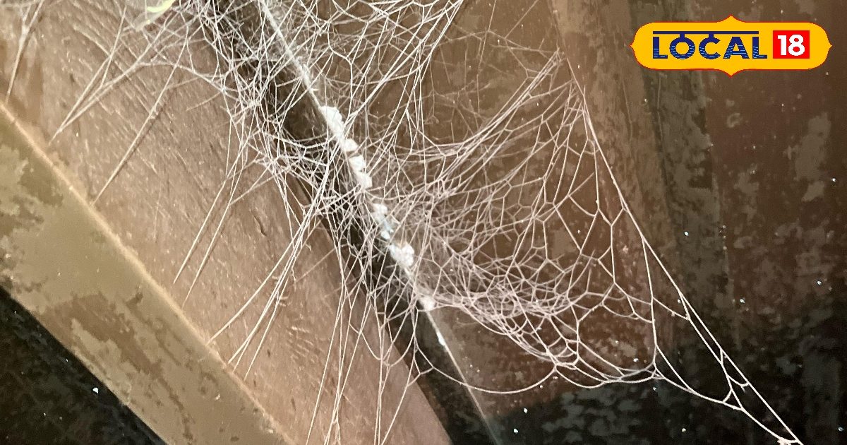 Spiders At Home | Get Rid Of Spiders | Desi Home Remedy | Ayurvedic ...