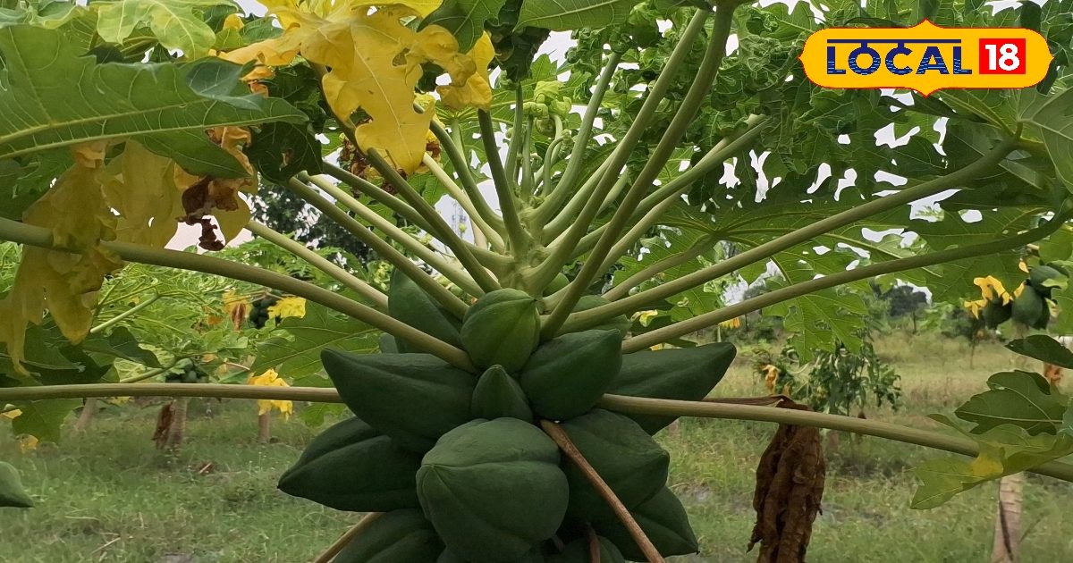 Papaya Farming Tips: इस ट्रिक से करें पपीते की खेती, नहीं लगेंगे रोग ...