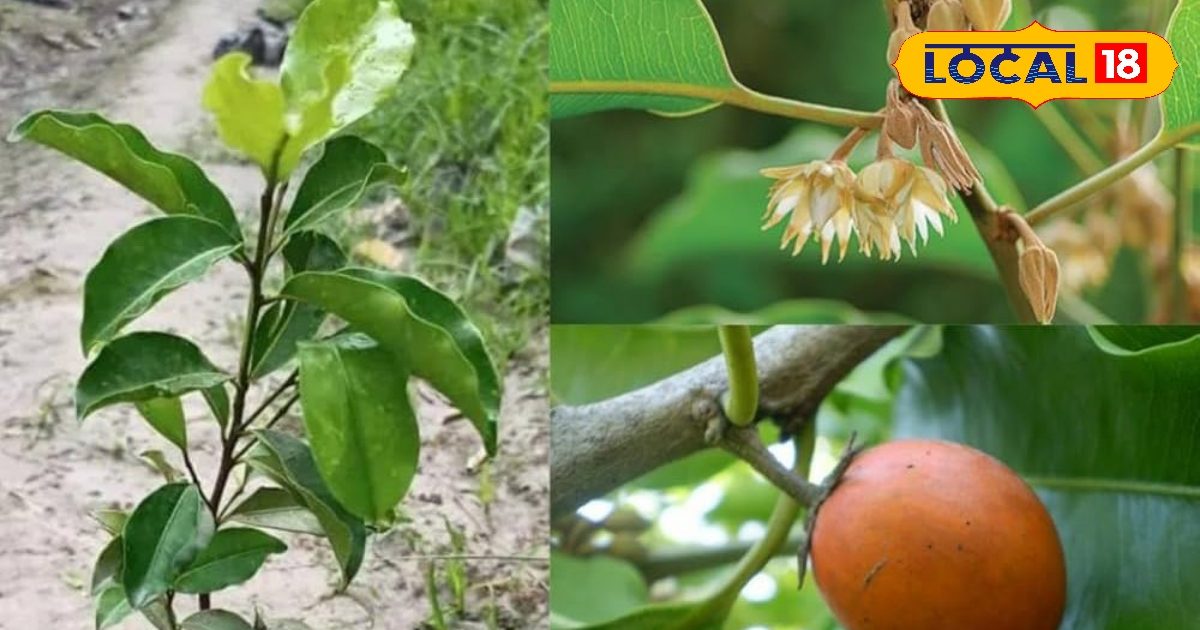 हरा पेड़ सेहत के लिए वरदान, सूख गया तब लकड़ी बना देगी मालामाल! आयुर्वेद ...