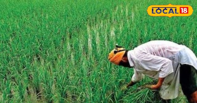 IPM तकनीक से करें गेहूं, चना, मटर की खेती... न दवाओं की झंझट, न कीड़े ...