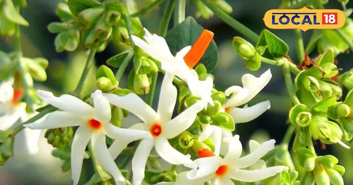 This white flower, available every 3 months, is a panacea for many ...