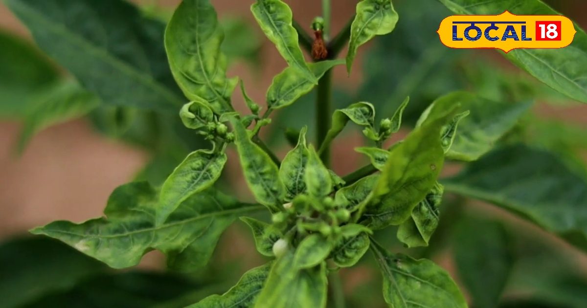 Photo Gallery: Protect chilli crop from 'leaf curl' virus, whitefly ...