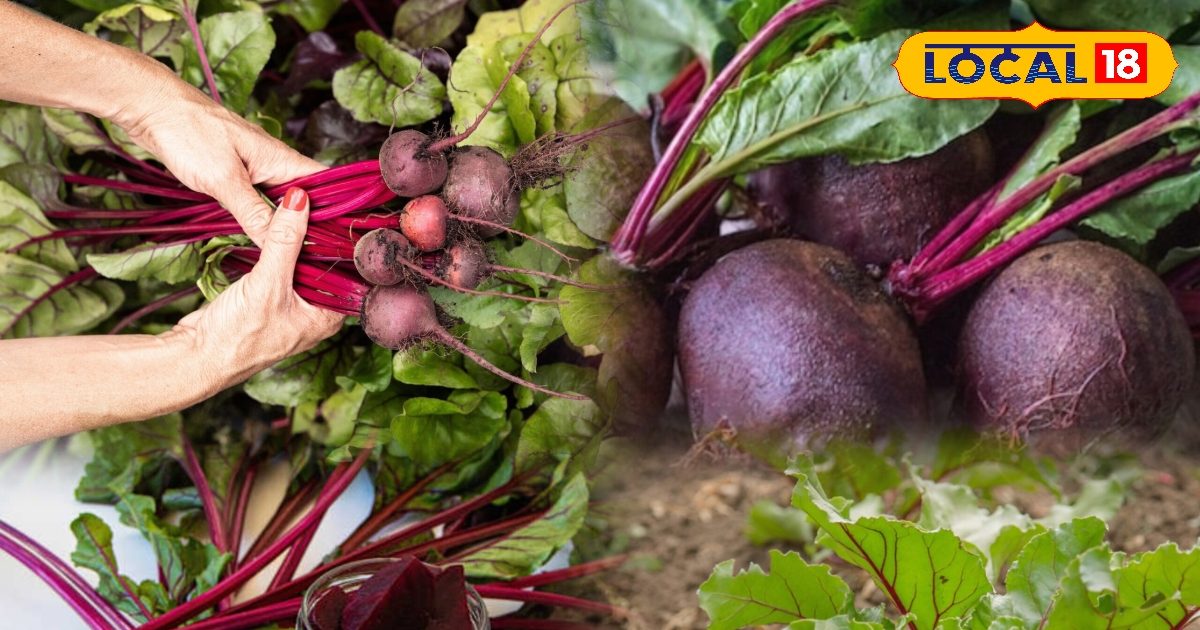 Beetroot Farming | Winter Gardening | Grow Beetroot at Home | Organic ...