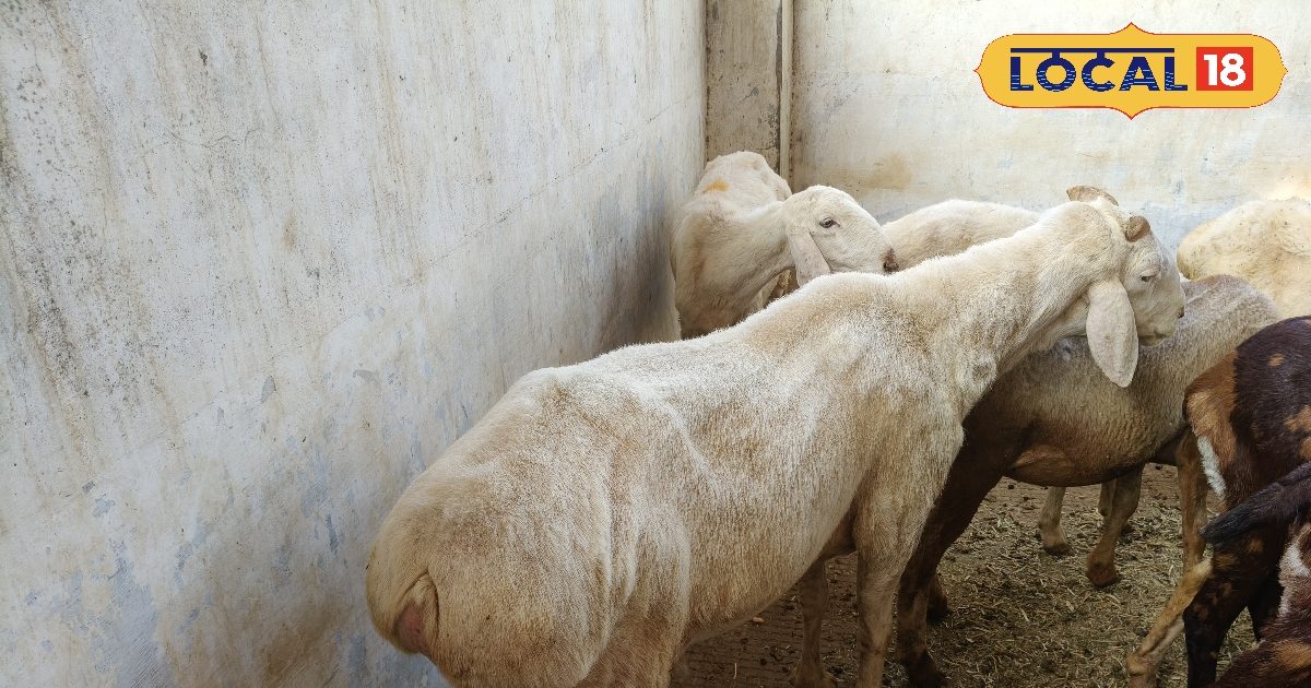 Dumba Sheep Research | Animal Husbandry Rajasthan | Bikaner Agriculture ...