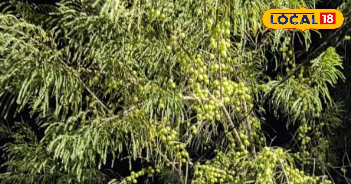 Samastipur Dr Sanjay Singh suggests new methods for Amla farming ...