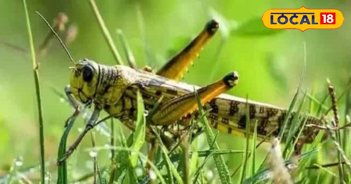 Rajasthan Farmers Relief from Locust Attack 2025 - News18 हिंदी
