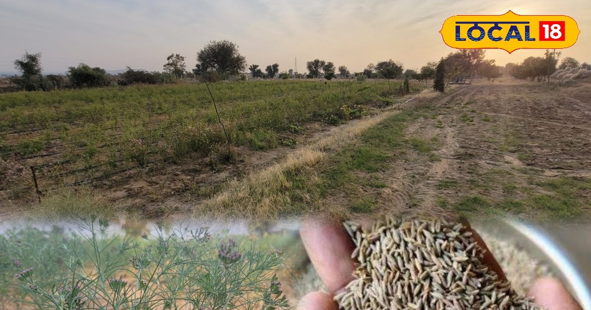 Jeera Ki Kheti | Jalore Cumin | Jeera Farming Rajasthan | Aromatic ...