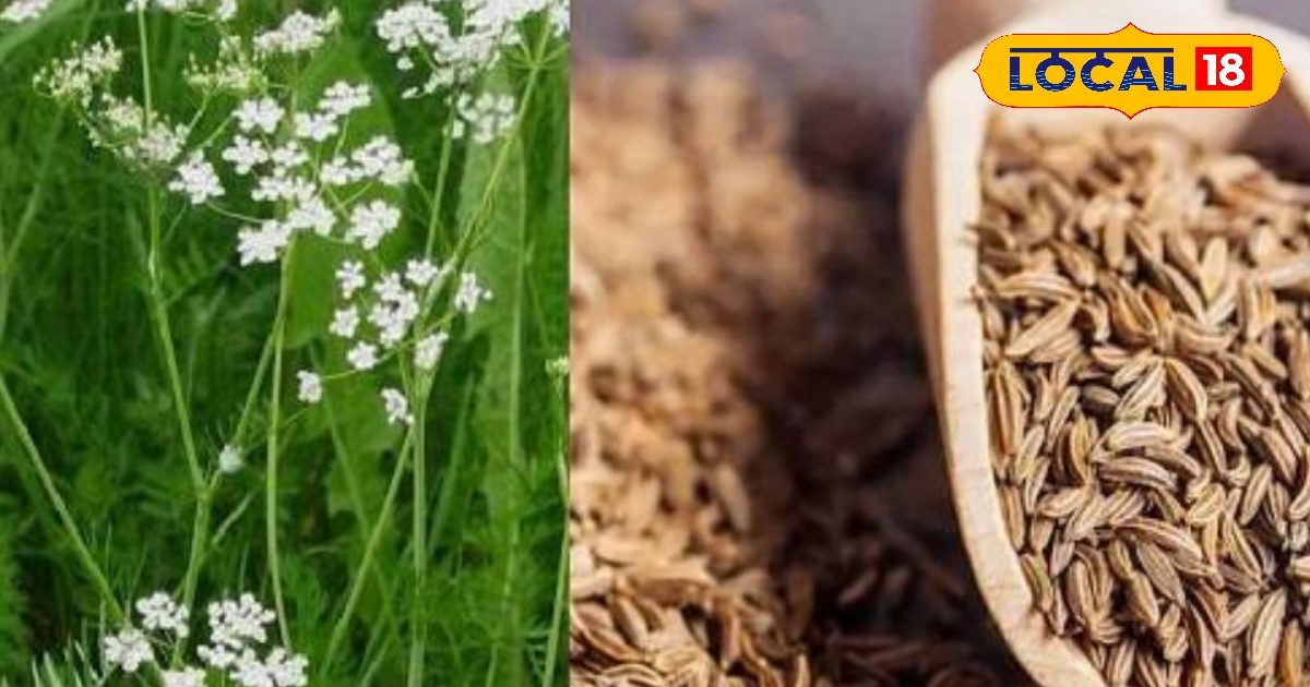 Cumin Farming: 4 किलो बीज से 400 किलो उत्पादन, जीरा खेती मुनाफे का सौदा ...