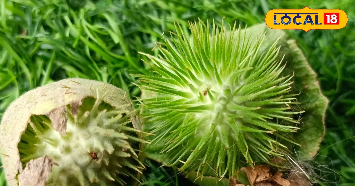 Datura, a fruit dear to Lord Shiva, is extremely beneficial for health ...