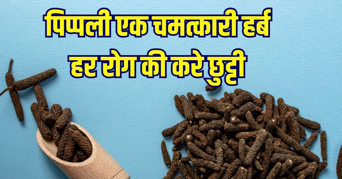 Pippali benefits: औषधीय गुणों का भंडार पिप्पली, करे खतरनाक रोगों की ...