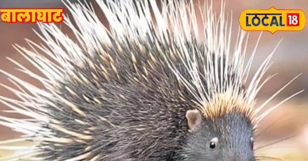 Wildlife: क्यूट सा दिखने वाला ये जानवर प्योर वेजीटेरियन... पर जान ले ...