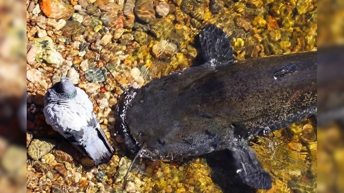 बड़ी मछली ने किया हैरान करने वाला शिकार, नदी से बाहर निकलकर कबूतर को ...