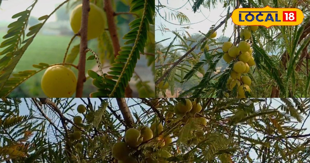 Amla Farming Boosts Income in Bharatpur’s Vair and Bhusawar.