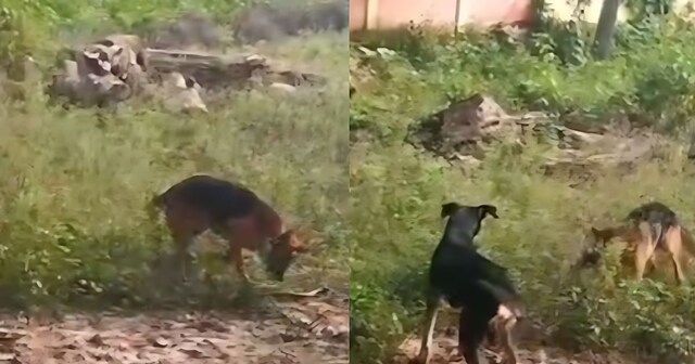 Cobra Dog Fight Video | Viral News | Viral Video | Cobra Dog News ...