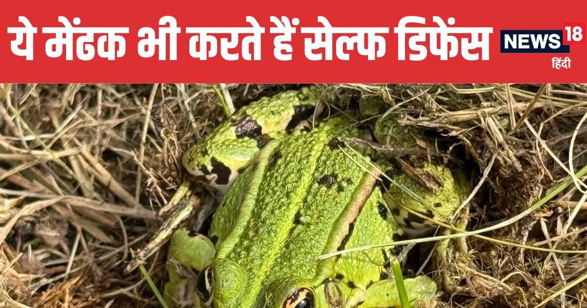 Frogs That Bite and Scream Indian Study Reveals Unique Defence ...