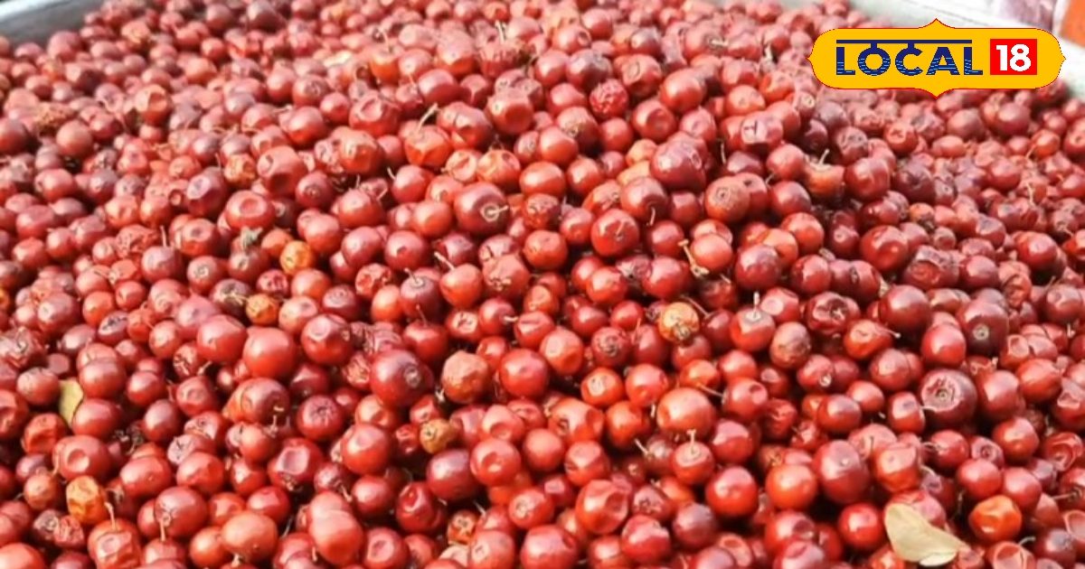 Lal Bor (Ber) Significance in Laxmi Puja, Bhilwara Diwali