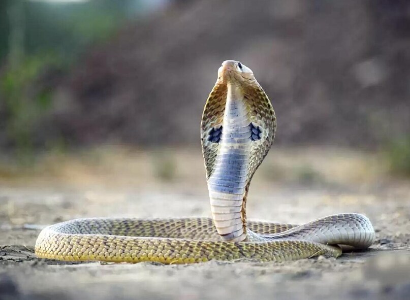Sanp Ke Facts: क्या सांप वाकई में इंसानों को पहचानते हैं? नए रिसर्च में ...