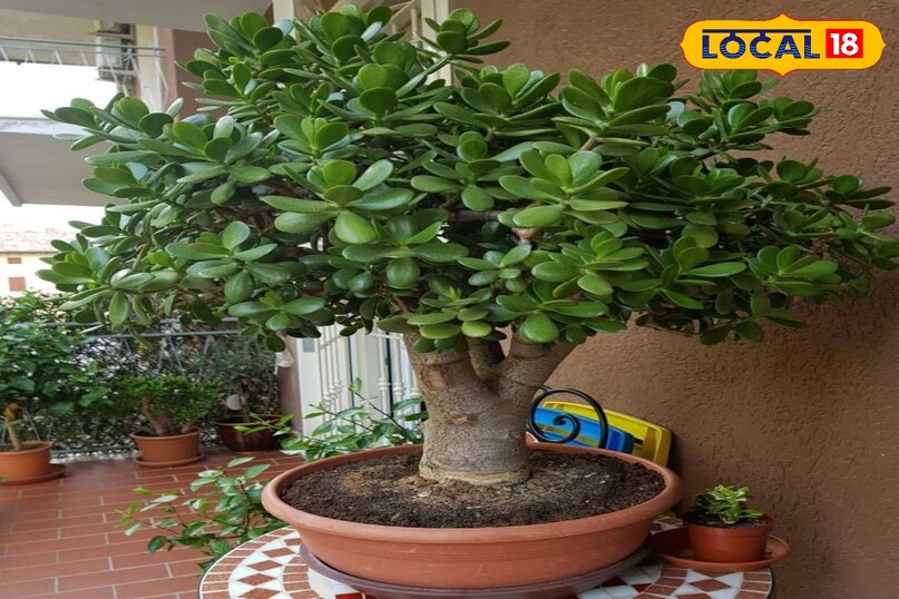 Long life plants | Gardening tips | Indoor plants | Low maintenance ...