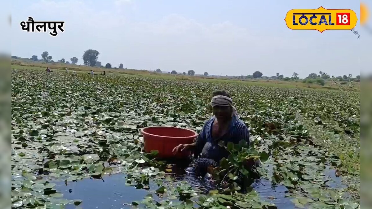 Water Chestnut Farming: खेत नहीं, तालाबों में उगता है ये फल! खाने में ...