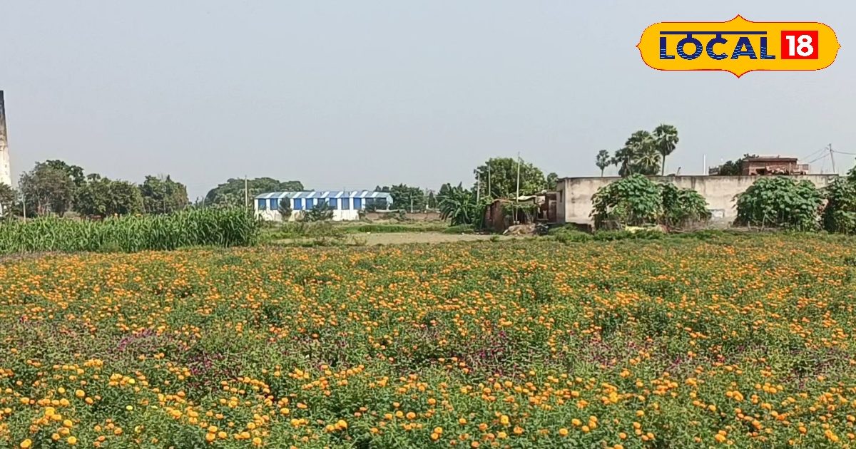 marigold farming tips: इस फूल की खेती बना देगी 'धनवान,' बस समय रहते कर ...