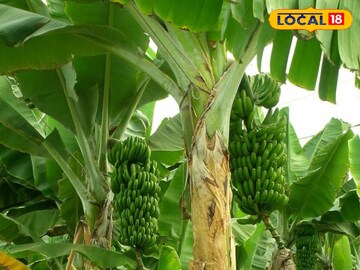 Hi-Tech Banana Farming in Udaipur | Teacher Harka Lal Meena Success ...