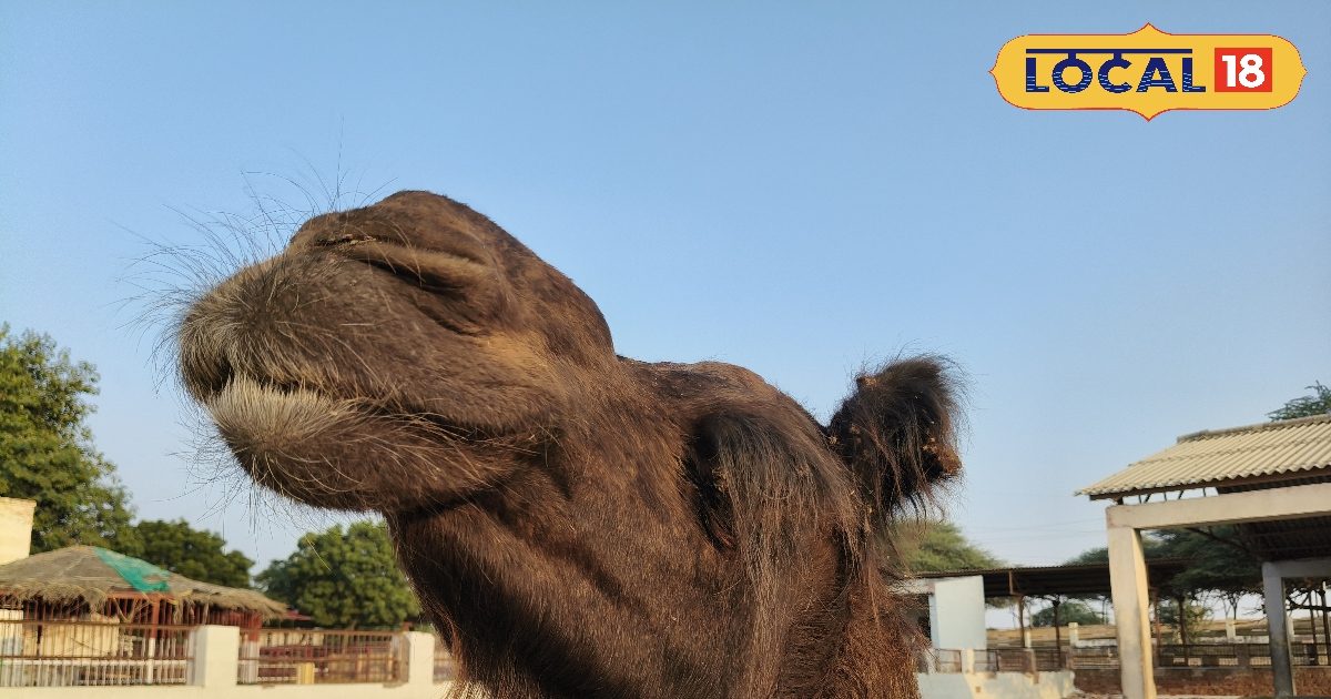 Camel Breed | Desert Camel | Load Carrying Animal | Rajasthan Camel ...