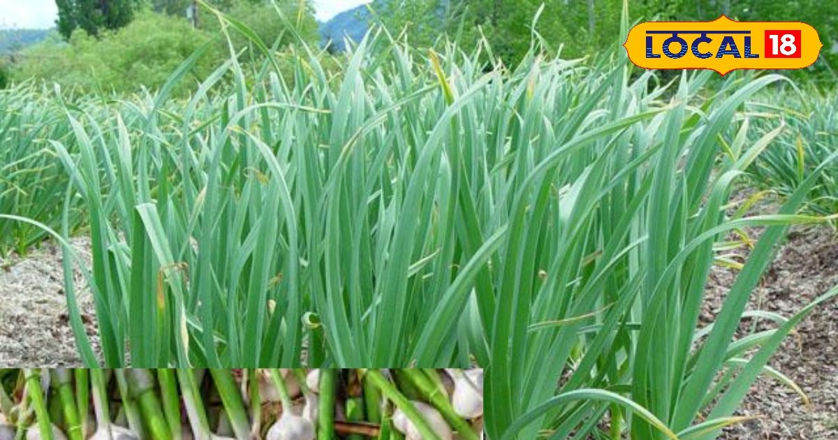 Garlic Growing Tips : कलियां रह जाएंगी छोटी, सड़ सकता है पौधा...लहसुन ...