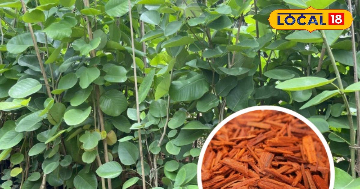 Balcony Gardening Tips, Red Gold Plant Price, Saffron Growing at Home ...