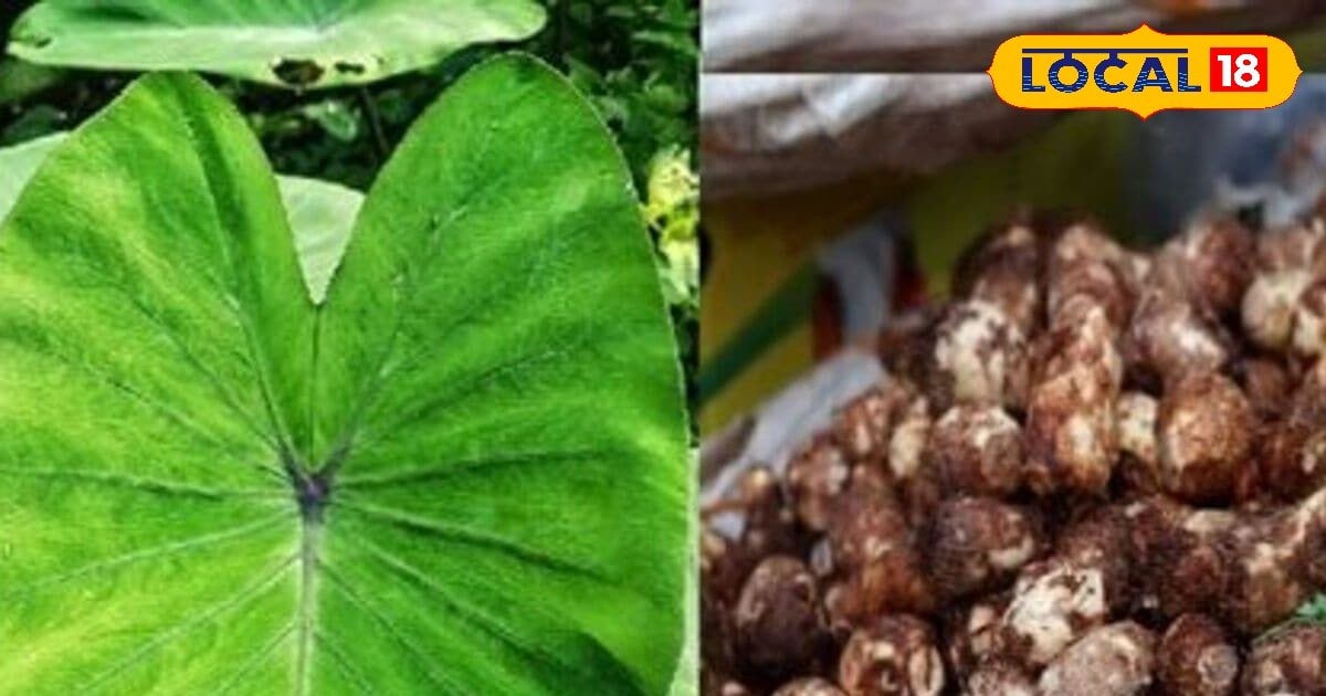 Kheti Tips: खाली पड़ी जमीन में लगा दें ये फसल, एक पौधा देगा 700 की कमाई ...