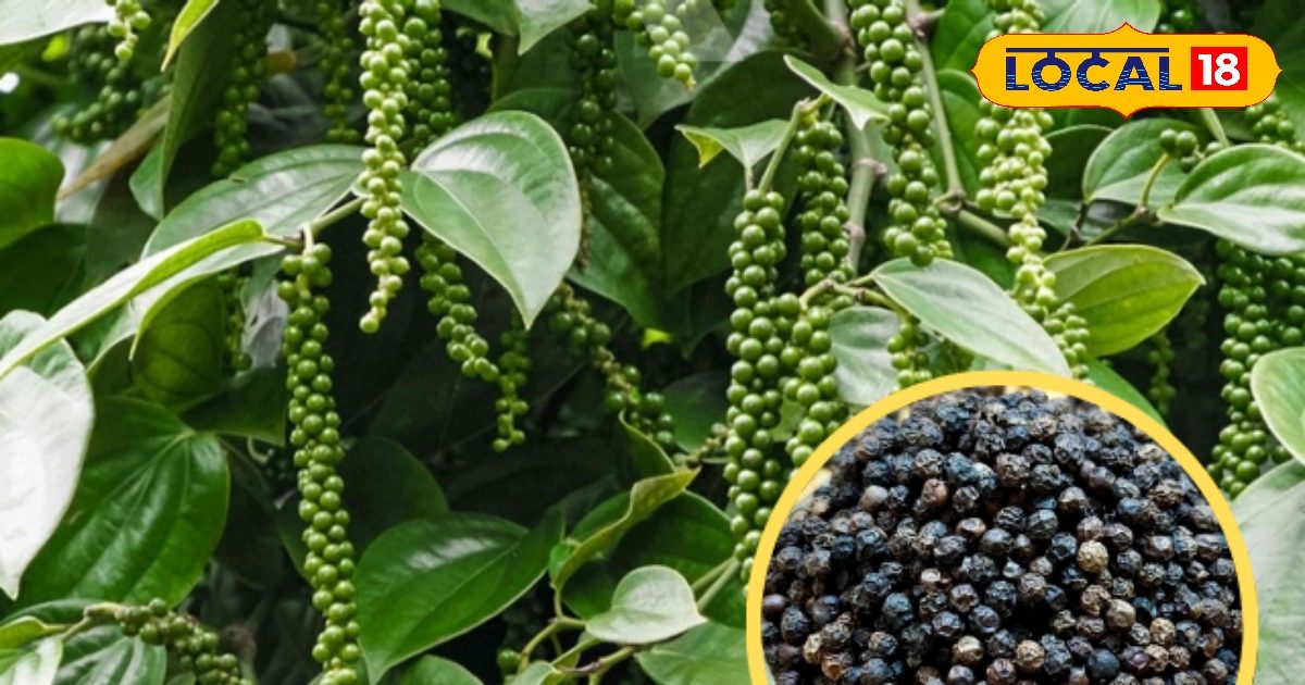 Black Pepper Gardening Tips | Kali Mirch Plant Care | Spice Garden at ...