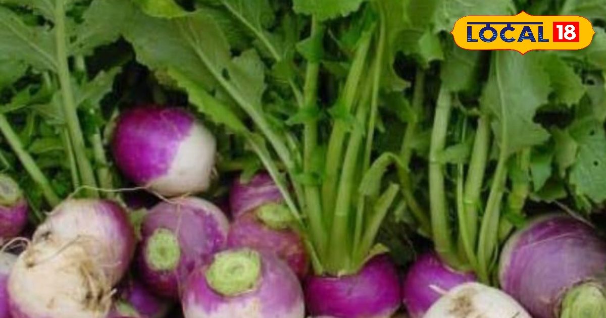 Turnip benefits : पाइल्स हो या पेट दर्द...अचूक इलाज ये जड़ वाली सब्जी ...