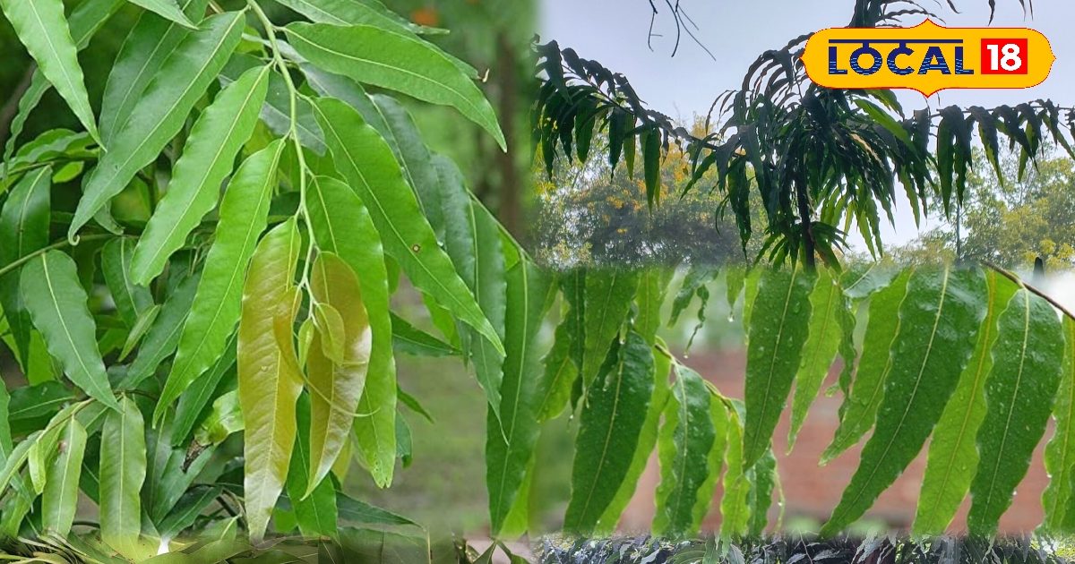 Health Tips | Benefits of Home Medicinal Trees | Health Tips Hindi ...