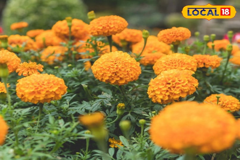 marigold plants not flowering Expert Rakesh Singh easy tips to boost ...
