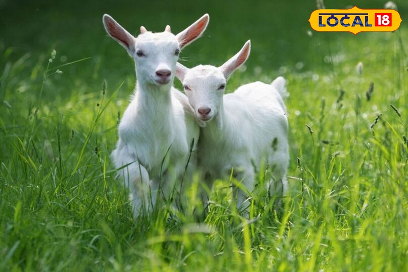 High Milk Yield Goat Breeds | Goat Wool Production Breeds | Exotic Goat ...