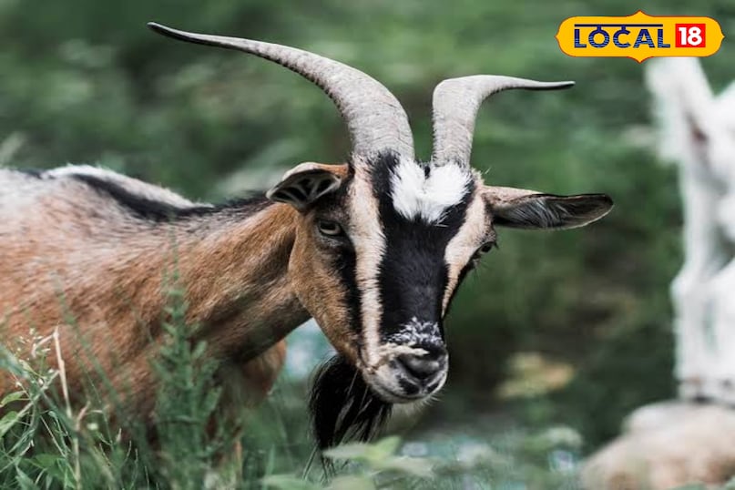 High Milk Yield Goat Breeds | Goat Wool Production Breeds | Exotic Goat ...