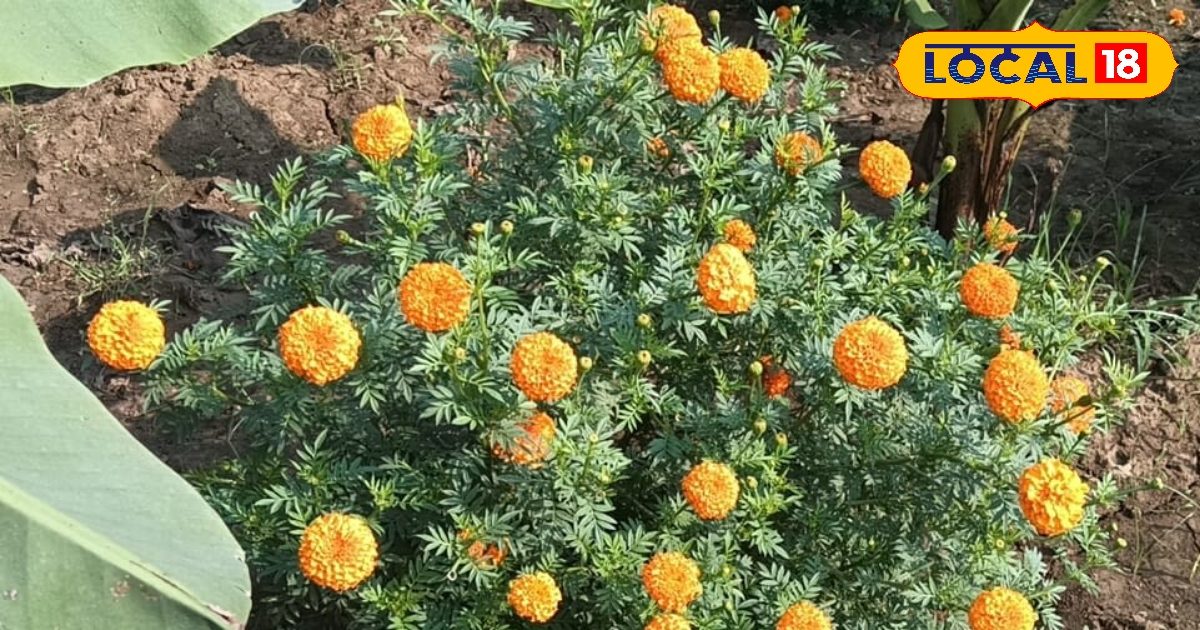 “If you want to run farming like a startup, learn the African Marigold ...