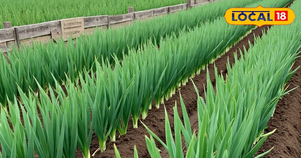 Weeding will be easier, production will increase, keep in mind the ...