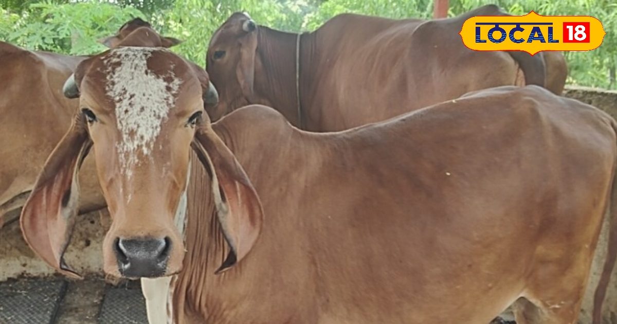 This cow is a precious heritage in the indigenous breed, know its ...