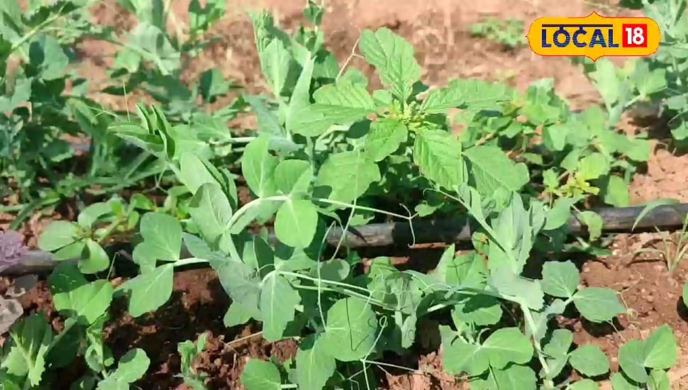 किसान भाई मटर मे लग रहा ये खतरनाक रोग, फटाफट करें एक्सपर्ट का ये उपाय ...