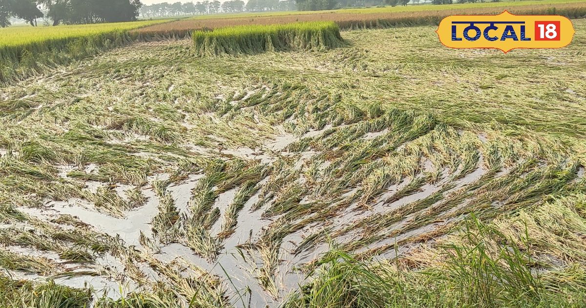 इस जिले के किसानों के लिए खुशखबरी! 10-15 दिनों में मिलेगा फसल का मुआवजा ...