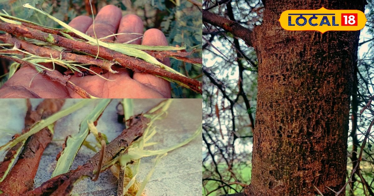 Babul Chaal Benefits | Winter Cough Remedy | Cold and Cough Relief Tips ...